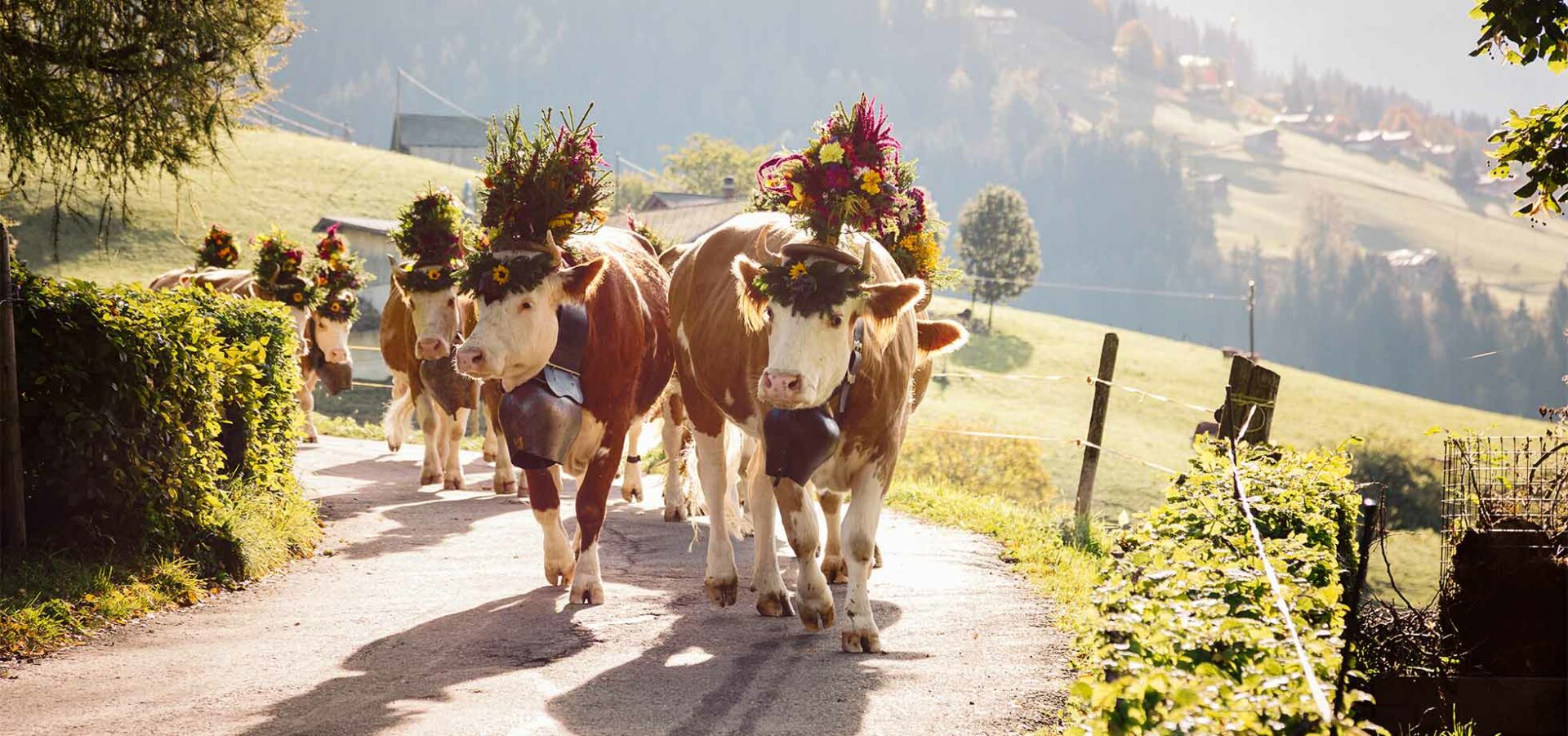 Die Kuh als Nationaltier der Schweiz? | Fokus Online